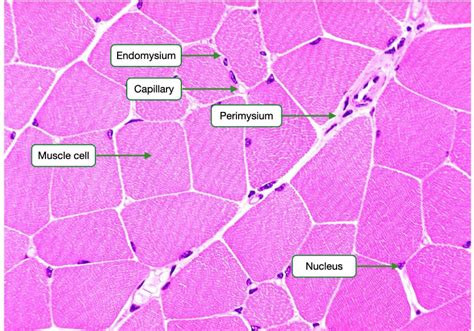Nerve Fascicle Histology