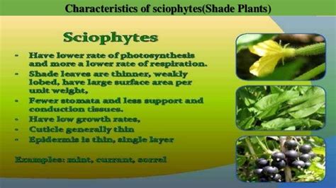 Sciophytes