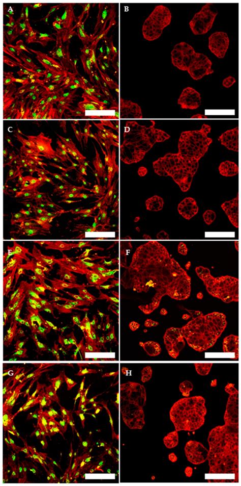Immunofluorescence Staining Of Embryonic Stem Cell Esc Markers Download Scientific Diagram