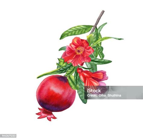 붉은 석류 열매 나뭇가지에 꽃 수채화 Ibotanical Llustration 고립된 배경에 나뭇가지의 현실적인 이미지 0명에 대한 스톡 벡터 아트 및 기타 이미지 Istock