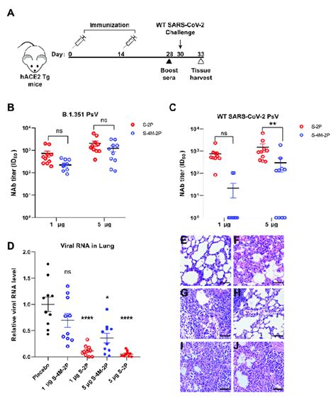 Protective Efficacy Of Sars Cov 2 Spike Proteins Against Wild Type Download Scientific Diagram