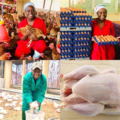 Joe 🐓🐓 Broilers Vs Layers Key Differences Every Farmer And Enthusiast Should Know