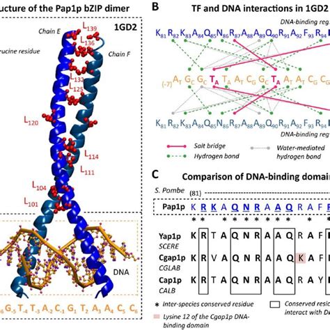 Structural Explorations Of Yeast Ap 1 Transcription Factor Dna