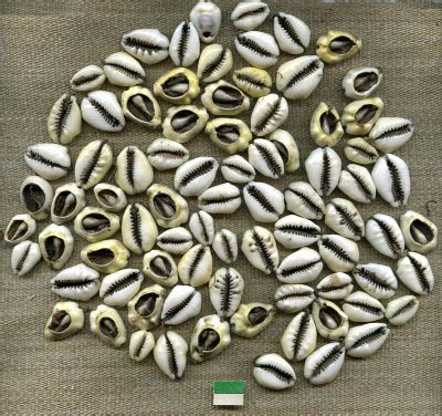 Где купить ракушки каури?: handmade_ru — LiveJournal