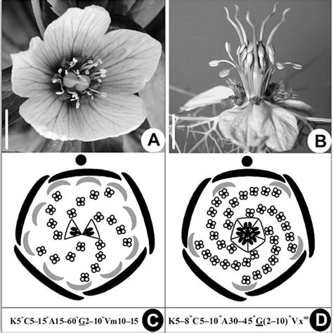 Mature Flowers Floral Diagrams And Floral Formula A C Helleborus