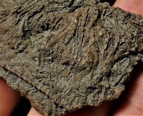 Fossil Crinoid Stems With Partial 3d Head 84 Mm Jurassic Coast Fossils
