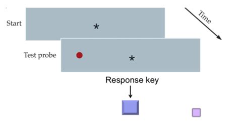 Lecture 7 Attention And Scene Perception Flashcards Quizlet