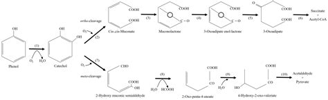 Treatment Of High Polyphenol Content Waters Using Biotechnological