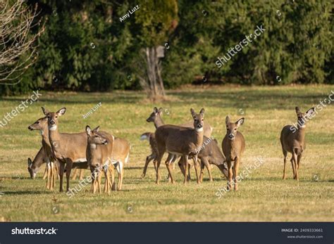 1 723 Beautiful Herd White Tailed Deer Royalty Free Images Stock