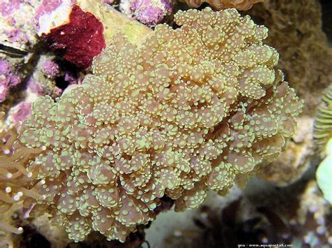 Coralsegmentation 2 Instance Segmentation Dataset By Minor Project 2