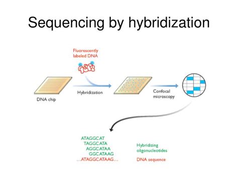 Hybridization In Dna Sequencing At Garry Beckwith Blog