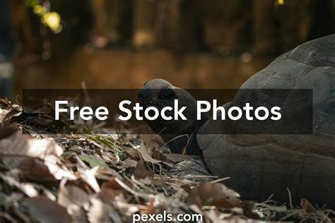Download+Video+Bokep+Anak+Sd Photos, Download The BEST Free Download+Video+Bokep+Anak+Sd Stock ...