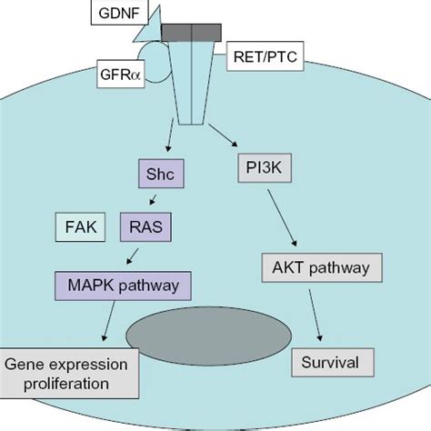 Interaction Of Ligand With Ret And Cell Signaling Pathways Download