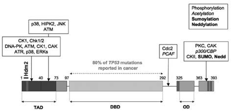 Organization Of The P53 Transcription Factor The Transactivation