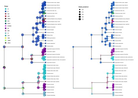 Revbayes Introduction To Revgadgets