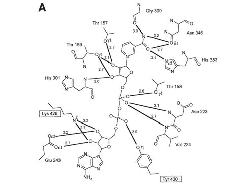 A Detail Of The Nadh And B Inhibitor Binding Site Showing Hydrogen Download Scientific