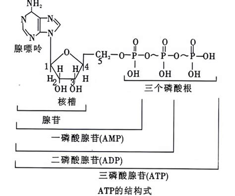 Dntp详解🔍，dna合成关键