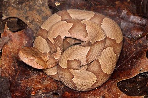 [100 ] Copperhead Wallpapers