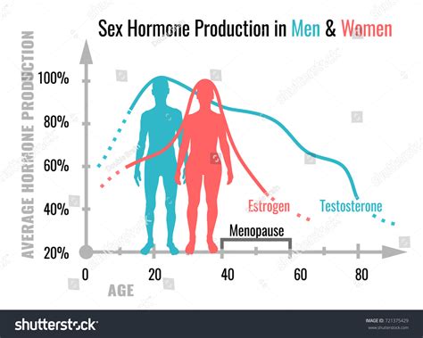 Sex Hormone Production Men Women Average Stock Vector Royalty Free
