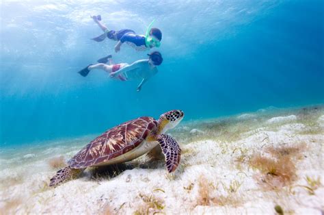 세부 남부 오슬롭 모알보알 프라이빗 투어 트리플 투어티켓