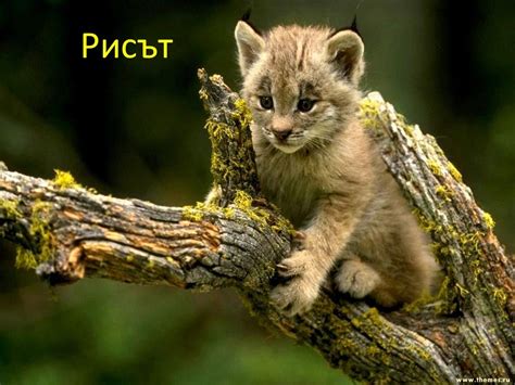 животни в червената книга на България