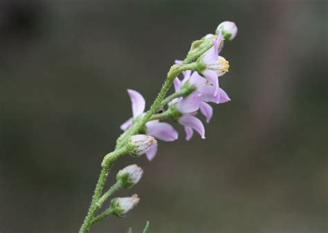Western Australian Plants Rutaceae