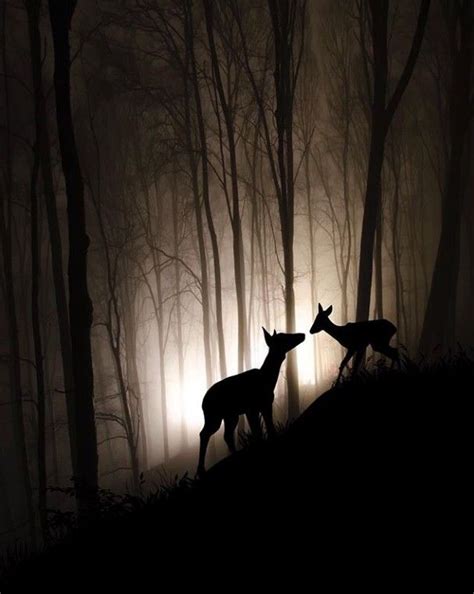 Pin By Maya 47000 On Animaux Wild Animals Photography Animals