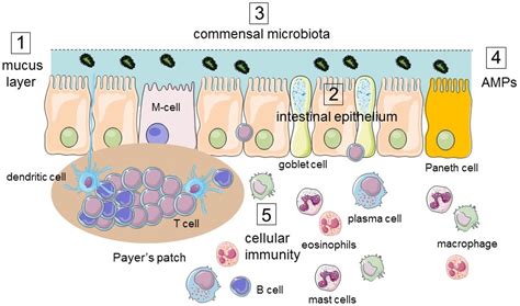 Intestinal Mucosal Disease