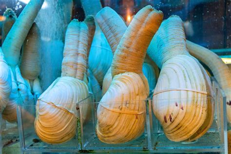 Culinary Guide To Geoduck Cozymeal