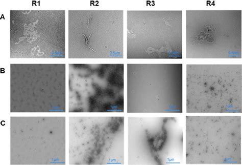 Negative Stain Tem Images Confirm The Influence Of Cu 2 On The Download Scientific Diagram