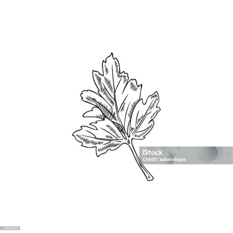 손으로 그린 파슬리 잎을 조각하고 흰색 배경에 고립 된 스케치 벡터 일러스트레이션 건강한 식생활에 대한 스톡 벡터 아트 및 기타 이미지 건강한 식생활 고명 고수