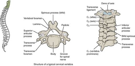 Cervical Vertebrae Anatomy Structure Of A Typical Vertebra Anatomy Note