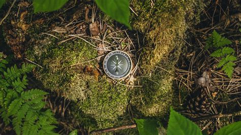 Take These Steps If You Get Lost In The Woods