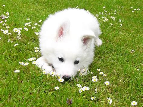 Blanding Af Racer Dansk Spids Og Samojede 2008 Han Er Helt Hvid