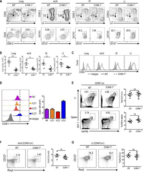 Loss Of Icam 1 Reduces Tissue Ilc2s A Representative Flow Cytometry