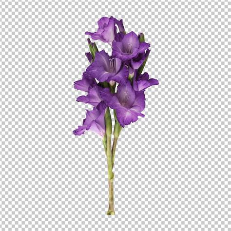 Premium Psd Purple Gladiolus Flower Stem Isolated Rendering