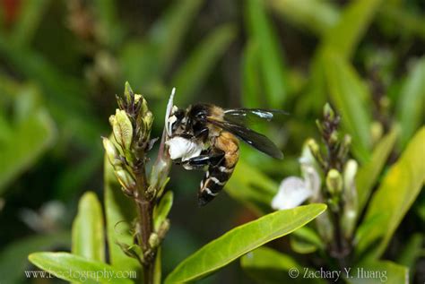 Apis Dorsata Paper And Photos Michigan Beekppers Association