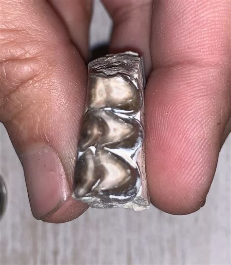 Fossil Oreodont Lower Jaw Section With Teeth Mandm Fossils