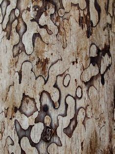 Tree Bark Ideas Tree Bark Patterns In Nature Textures Patterns
