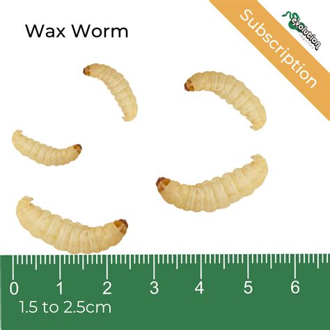 Wax Worm Life Cycle The Virtuous Galleria Mellonella Model For