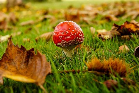 버섯 비행 Agaric 가을 Pixabay의 무료 사진 Pixabay