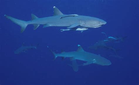 White Tip Reef Shark Coral Reefs Whitetip Reef Shark