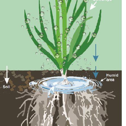 Condensation Dew And Soil Moisture In The Spring Download Scientific