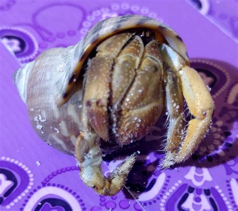 This Is What Shell Disease Can Do To A Hermit Crab All Things Crabby This Is What Shell Disease Can Do To A Hermit Crab All Things Crabby