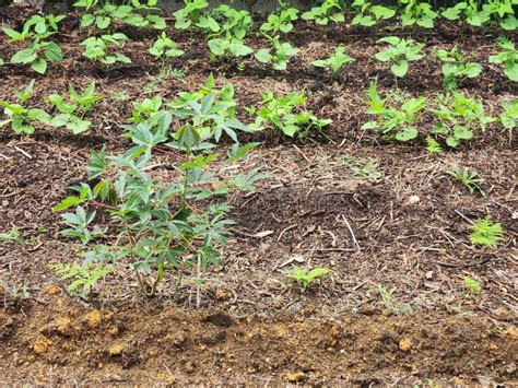 Young Cassava Plants In A Mulched Garden Stock Image Image Of Lawn