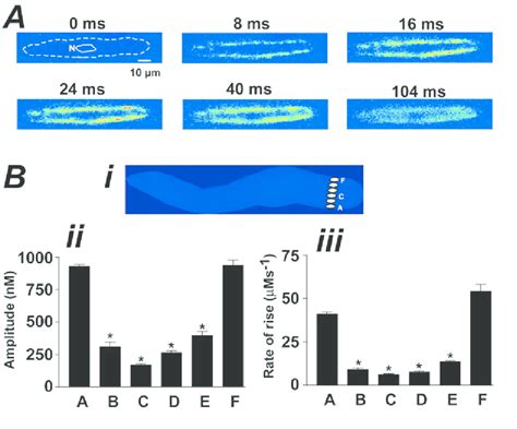 Spatially Heterogeneous Ca 2 Transients During Ec Coupling In Atrial