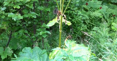 Cow Parsnip Alaskaorg Cow Parsnip Alaskaorg