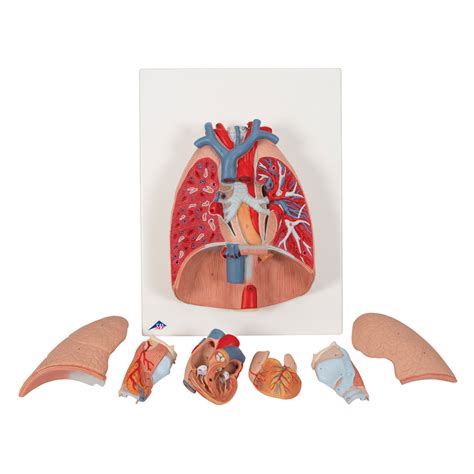 3b Scientific Lunge 7 Tlg G15 3b1000270