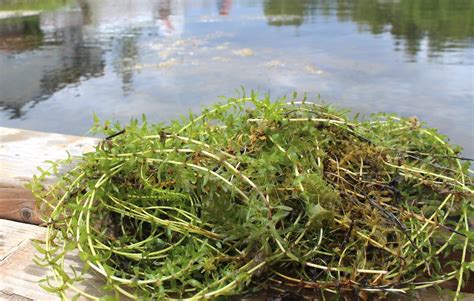 Elodea Invasive Elodea Pond Weed Biology Supplies Darwin