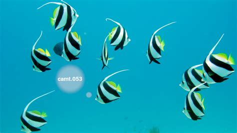 Camt 053 Iso 20022 Nachricht Cpg